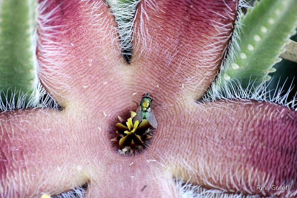 "Aasblom - Stapelia grandiflora" by Rina Greeff | Redbubble