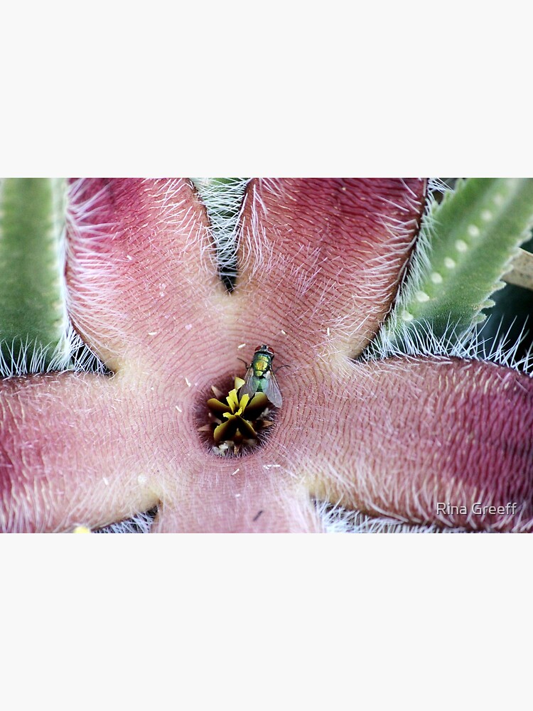 "Aasblom - Stapelia grandiflora" Art Print by RinaG | Redbubble