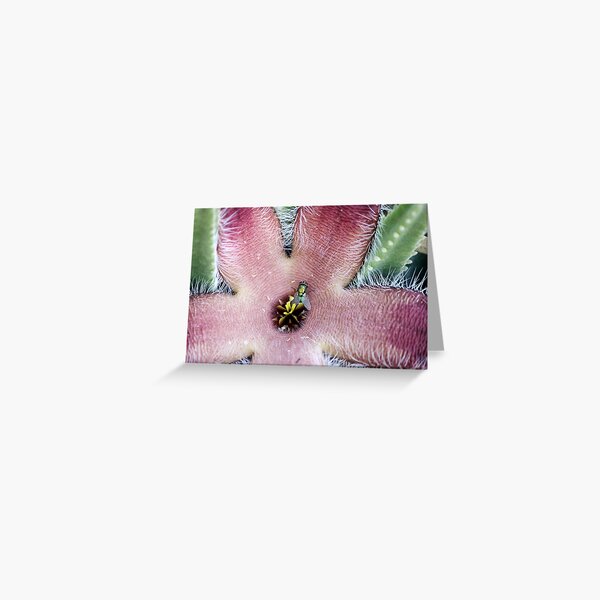 "Aasblom - Stapelia grandiflora" Greeting Card by RinaG | Redbubble