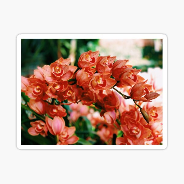 "Pretty Flowers" Sticker for Sale by Enchancia | Redbubble