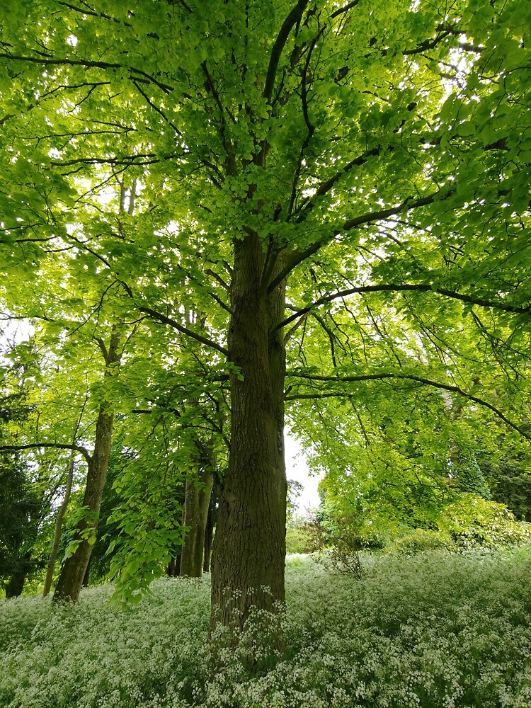 "Woodland Scenery " Poster for Sale by CORNISHPHOTOS | Redbubble
