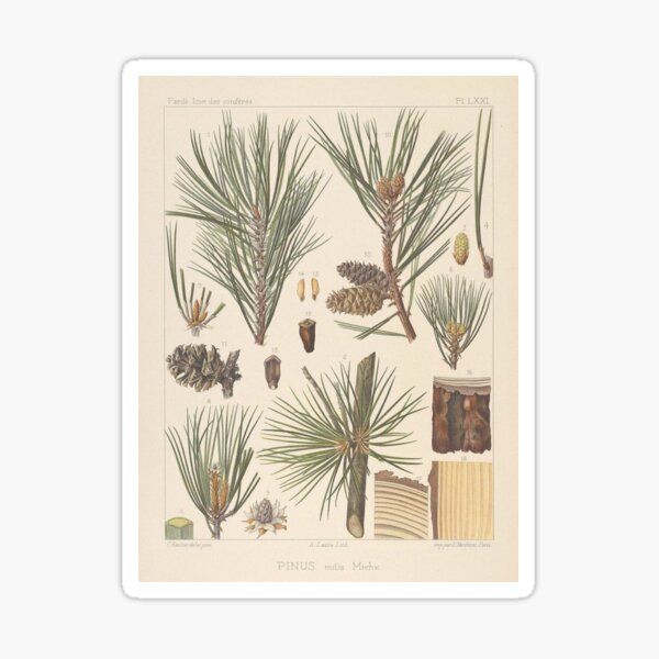 "Botanical Pine" Sticker for Sale by bluespecsstudio | Redbubble