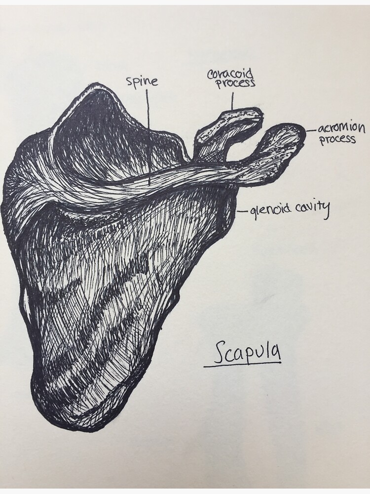 "Scapula Sketch" Sticker for Sale by Cori-13 | Redbubble