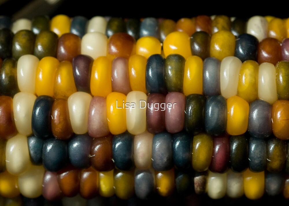 "Indian Corn" by Lisa Dugger | Redbubble