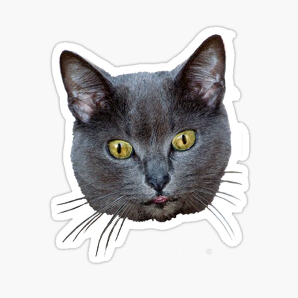 "Cat Meme Sticker" Sticker by Ookay | Redbubble