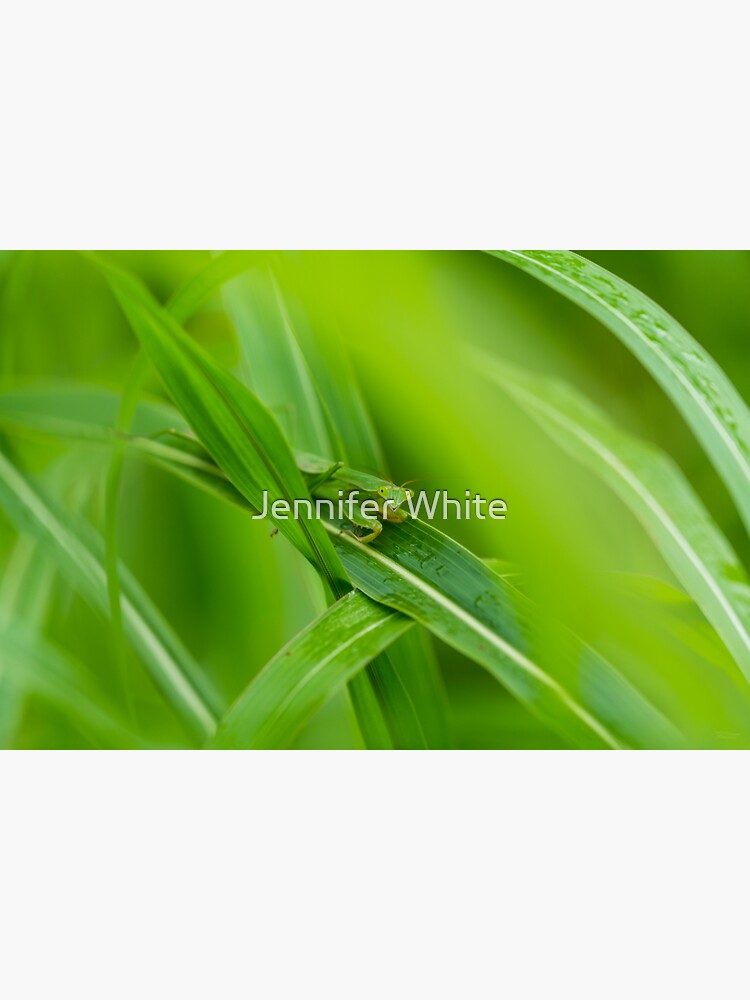 "Smiling Praying Mantis" Sticker for Sale by mljdwhite | Redbubble