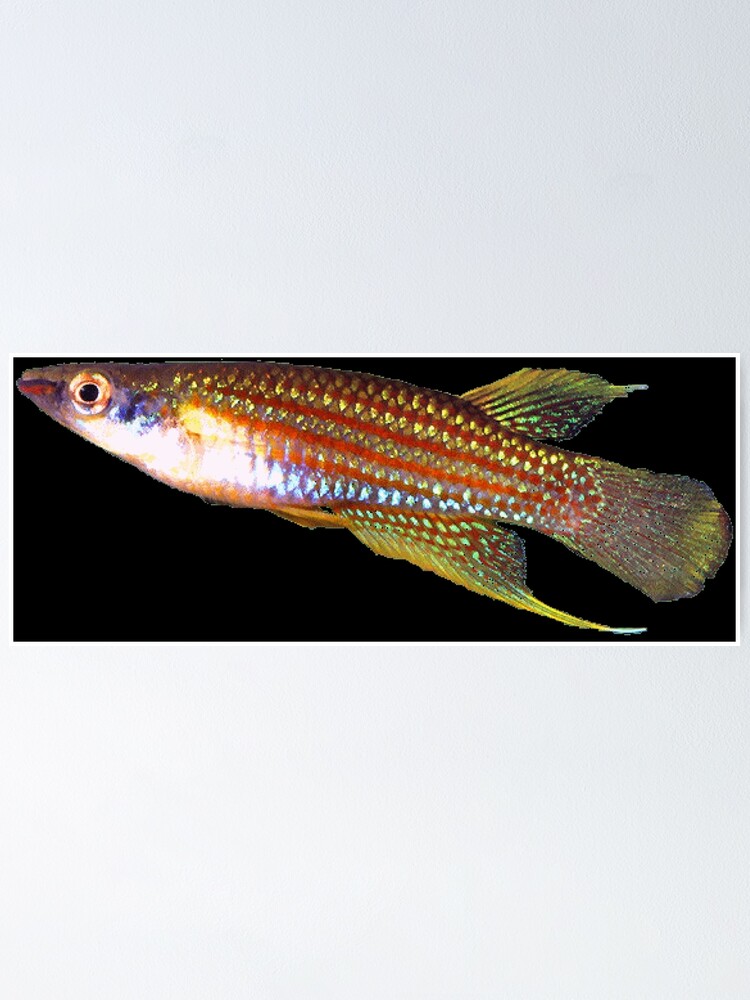 "Aplocheilus parvus Killifish" Poster for Sale by killies | Redbubble