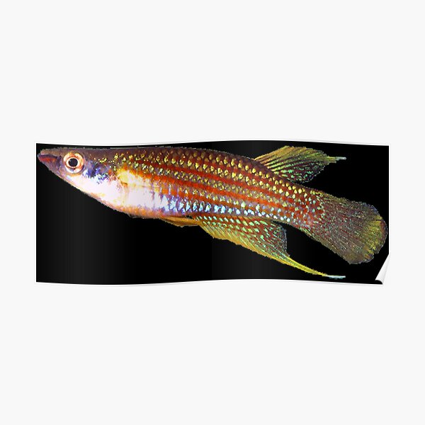 "Aplocheilus parvus Killifish" Poster for Sale by killies | Redbubble