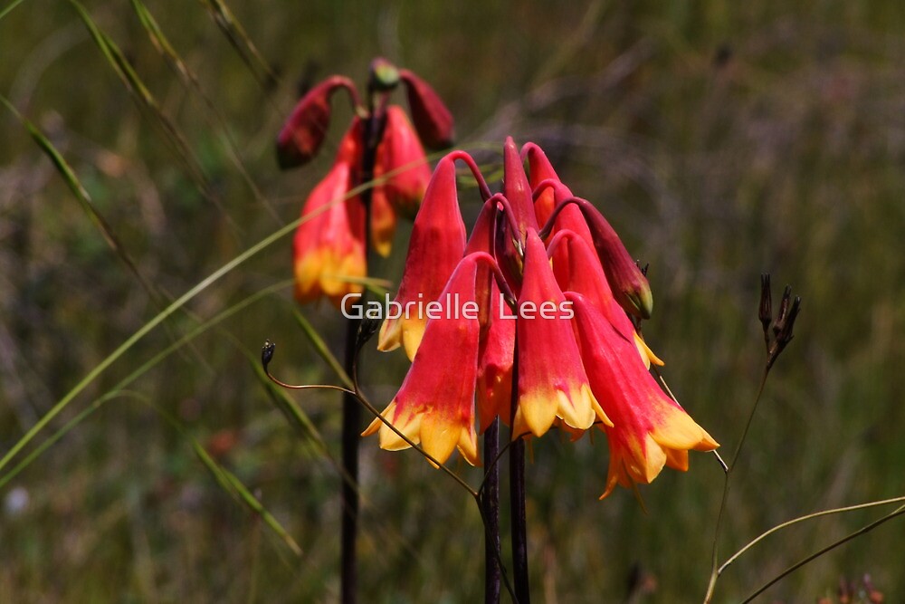 "Australian Wildflower - Christmas Bell (Blandfordia grandiflora)" by ...