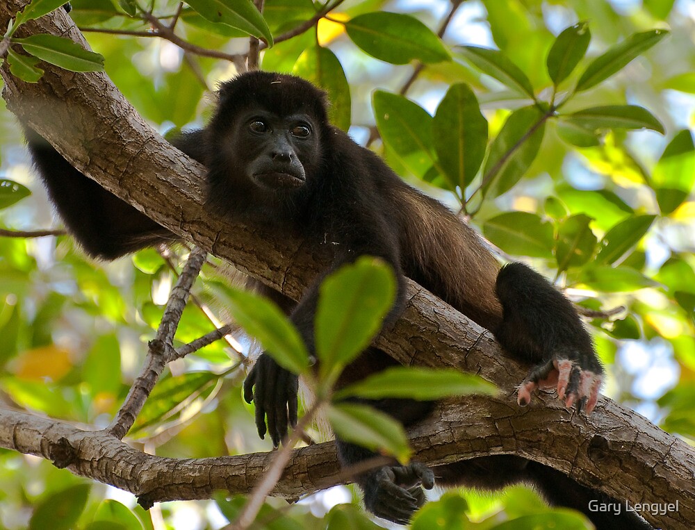 "Mantled Howler Monkey" by Gary Lengyel | Redbubble