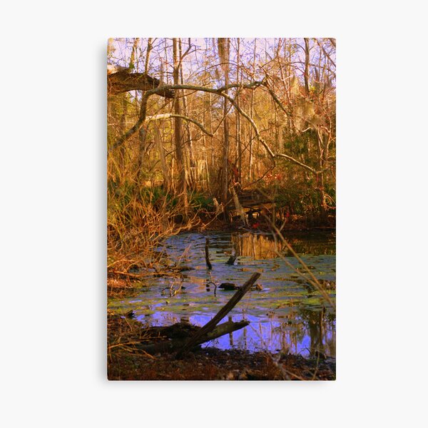 Louisiana Swamp Canvas Prints | Redbubble
