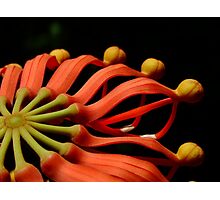 "Australian Native - Fire Wheel Tree (Stenocarpus sinuatus)" by ...