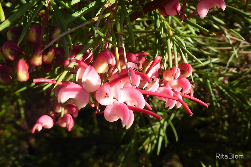 "Grevillea Ellendale Poole, Australian Native, our garden, Adelaide ...