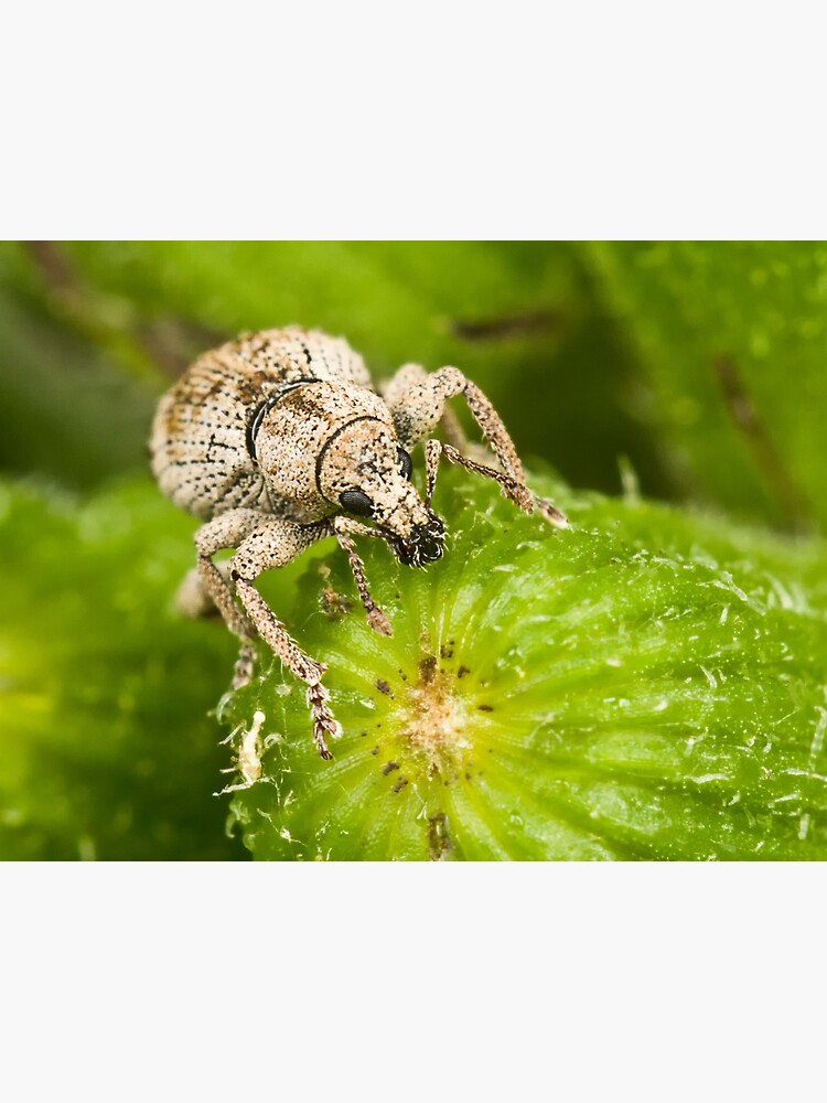 "White Weevil" Photographic Print for Sale by oosh | Redbubble