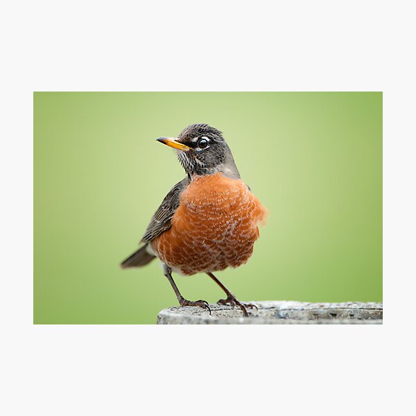"Mr. Robin poses for his portrait" Photographic Print for Sale by ...