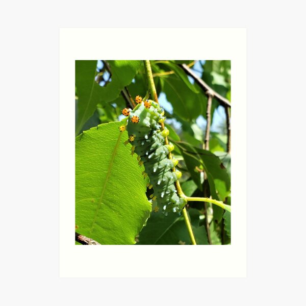 "Cecropia (Cleopatra) Moth Caterpillar" Art Print for Sale by ...