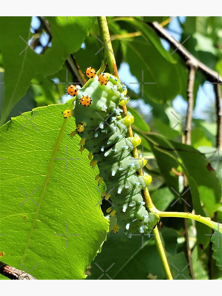 "Cecropia (Cleopatra) Moth Caterpillar" Art Print for Sale by ...