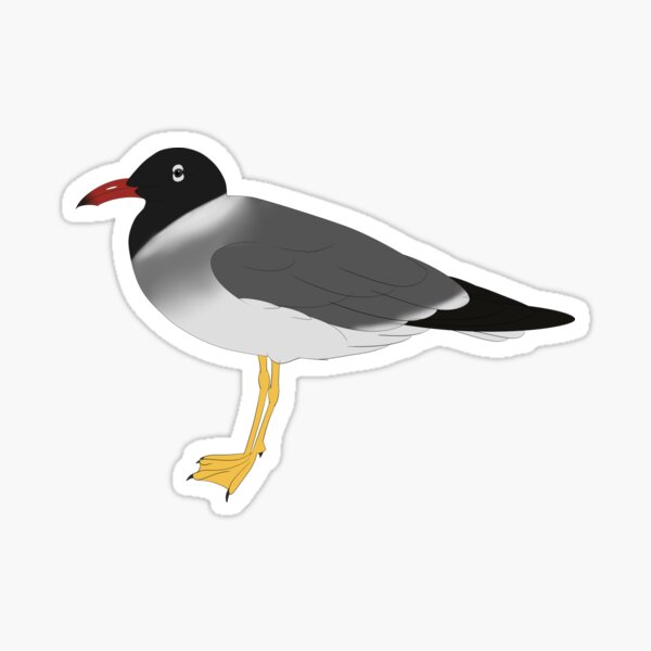 "White Eyed Gull" Sticker for Sale by seagaull | Redbubble