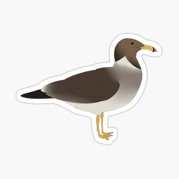 "Sooty Gull" Sticker by seagaull | Redbubble
