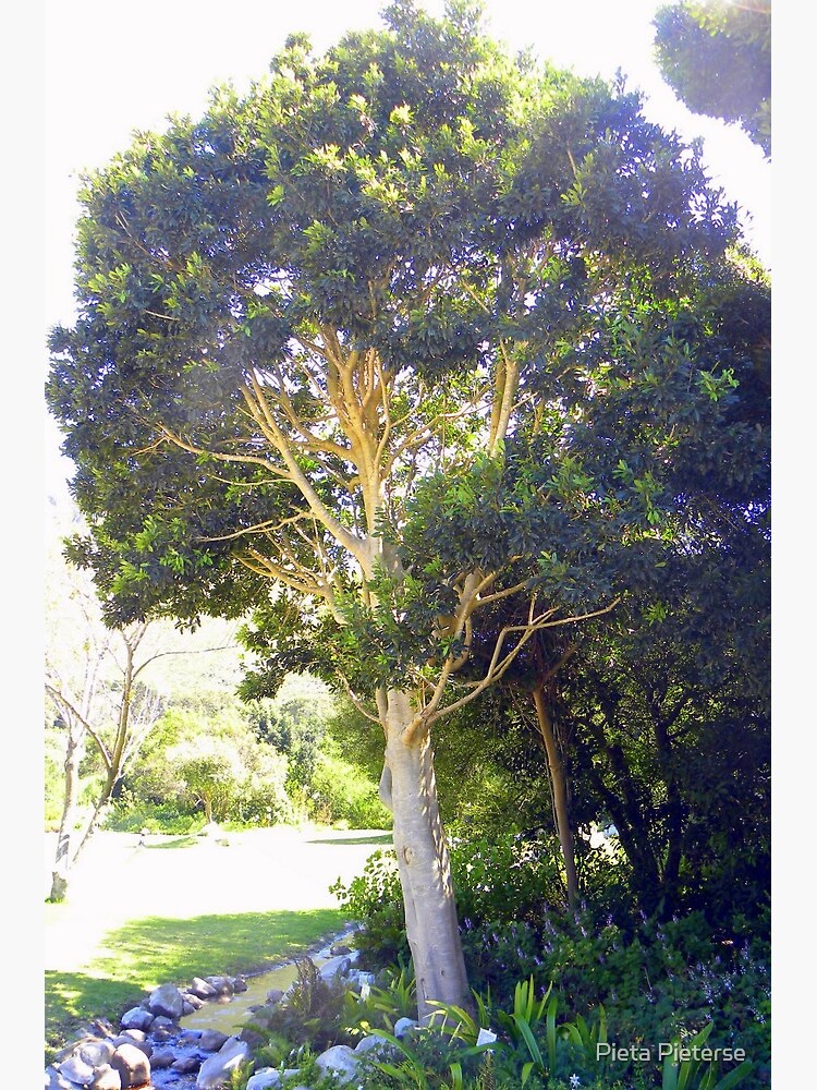 "Cape Holly (Ilex mitis) ~ Kaapse Withoutboom" Framed Art Print for ...