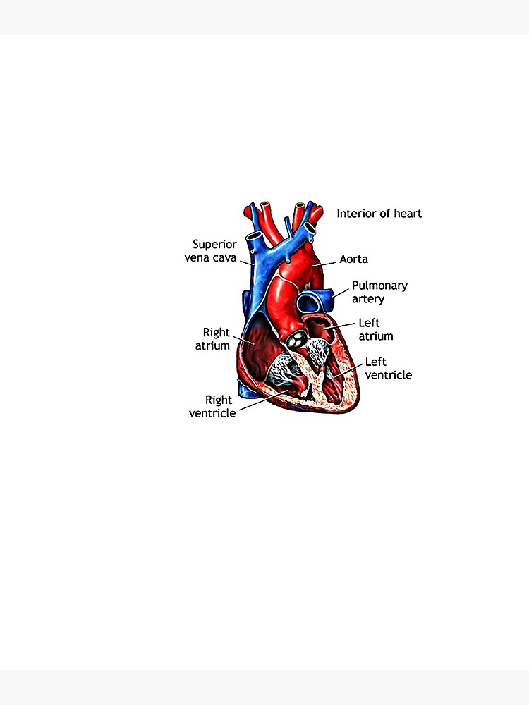 "Cardiology Med Student Heart Cardiac Diagram " Photographic Print by ...