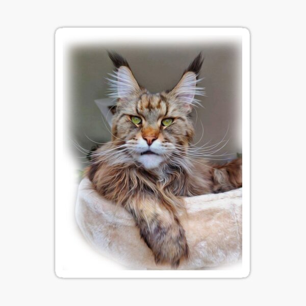 "WILD CAT " Sticker for Sale by johnnyssandart | Redbubble