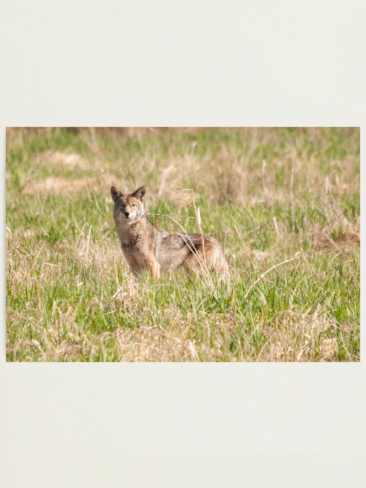 "Coyote Takes a Stance" Photographic Print by taos | Redbubble