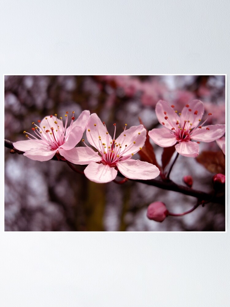 "Sakura" Poster for Sale by NovaMori | Redbubble