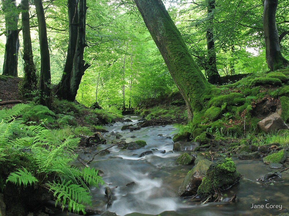 "Woodland stream in summer" by Jane Corey | Redbubble