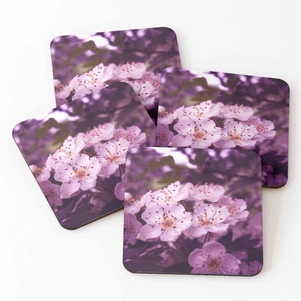 "Cherry Blossom" Coasters (Set of 4) for Sale by NovaMori | Redbubble
