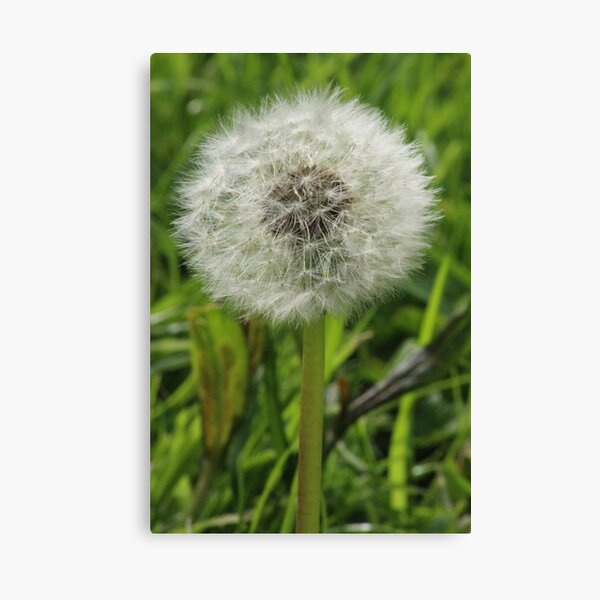 Dandelion Canvas Prints | Redbubble