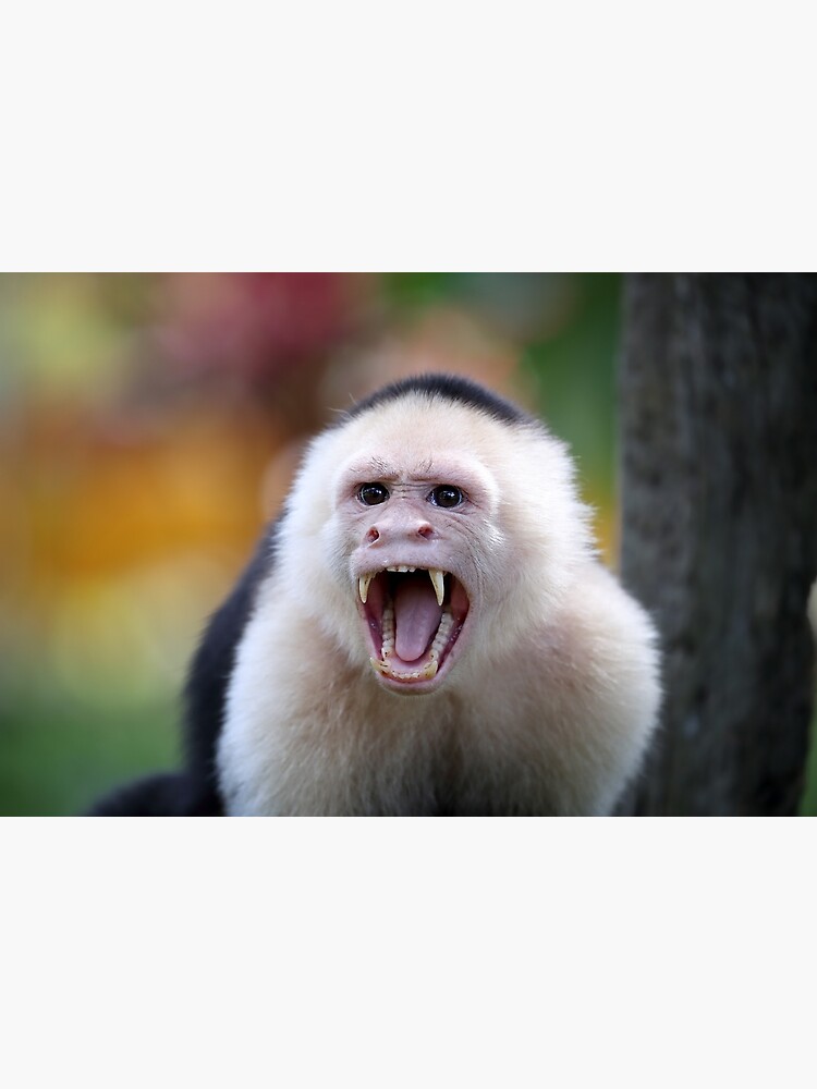 Cara De Mono Enojado