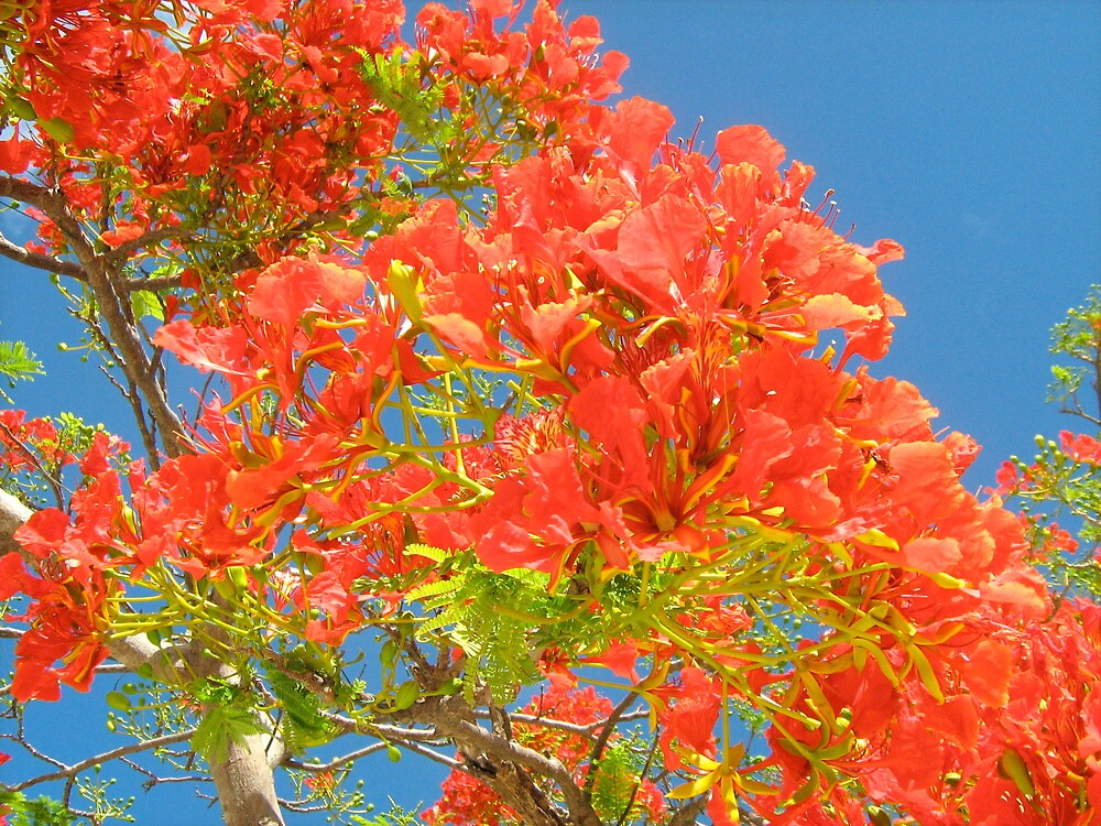 "Flamboyant Tree Against Blue Sky" by Lorna81 | Redbubble