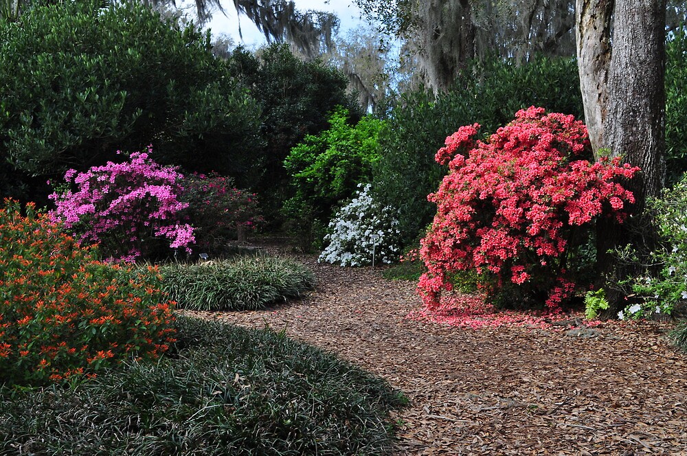 Azalea S In The Florida Landscape Photos Sweet Pinxter Azalea