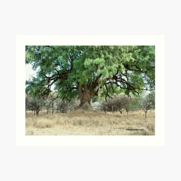 "NYALA TREE - Xanthocercis zambesiaca (Njalaboom)" Art Print by mags ...