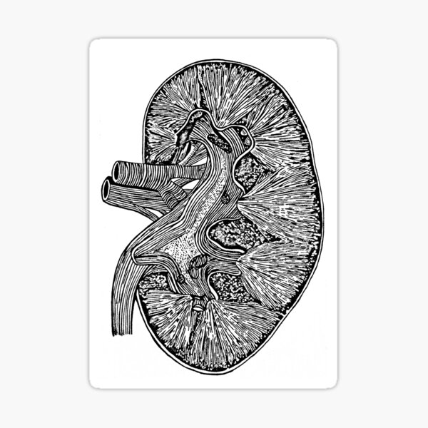 Kidney Gifts & Merchandise for Sale | Redbubble