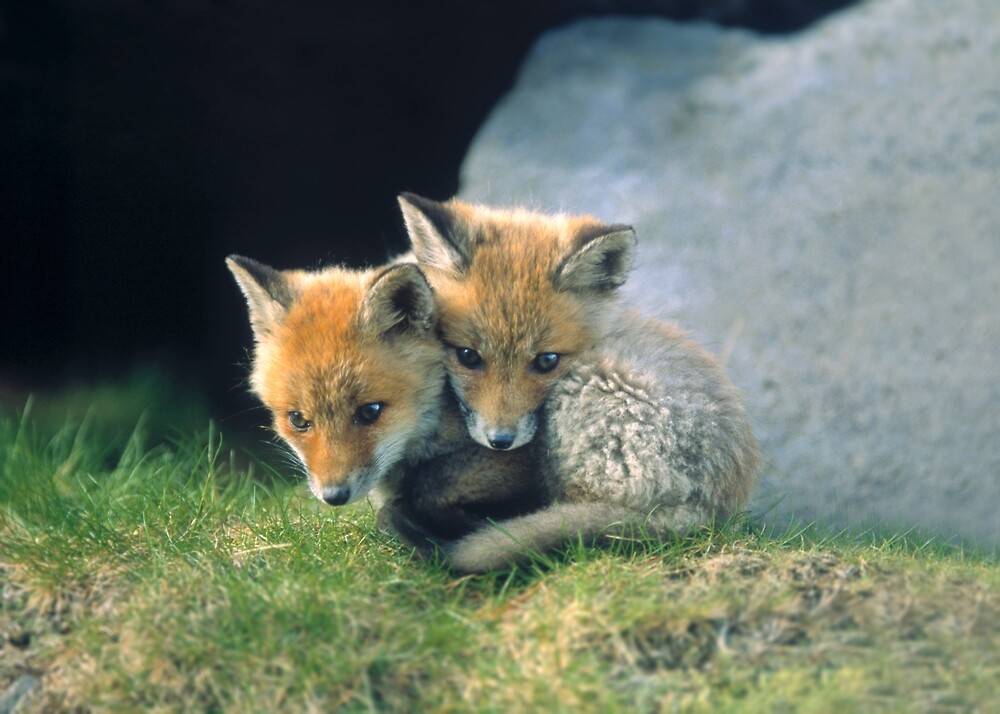 "Fox Pups" by MatchaWithAView | Redbubble