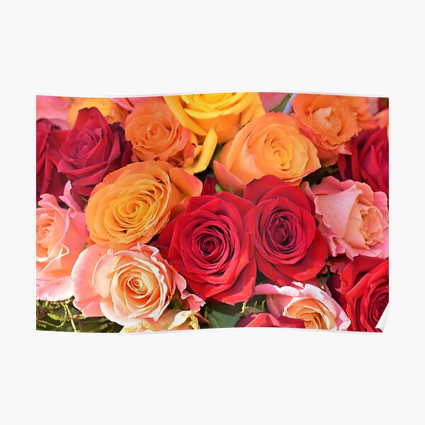 "Colorful Red & Orange Roses Blooming" Poster for Sale by ...