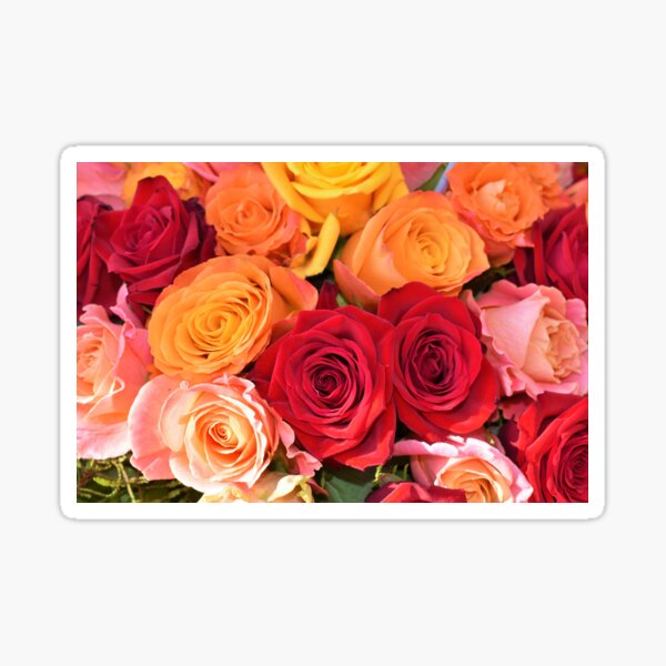 "Colorful Red & Orange Roses Blooming" Sticker for Sale by ...