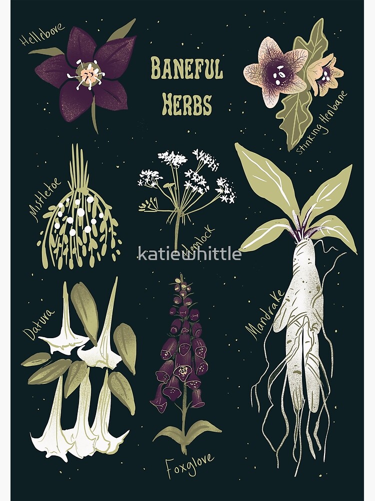 "Baneful Herbs- Botany for witches " Poster for Sale by katiewhittle ...