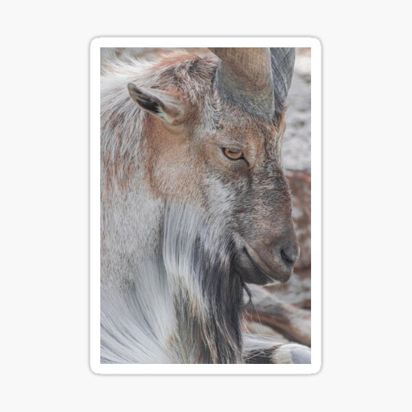 " male Markhor, (Capra falconeri)" Sticker by MartinLeber | Redbubble