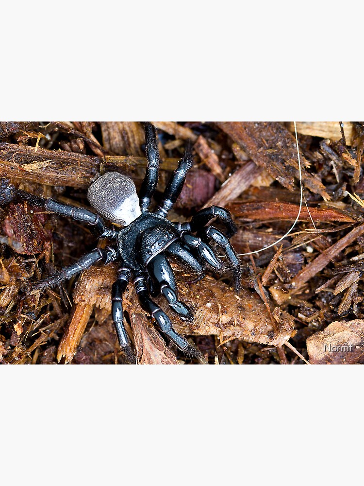 "Mouse Spider, not a Funnel-Web Spider" Framed Art Print by Normf ...