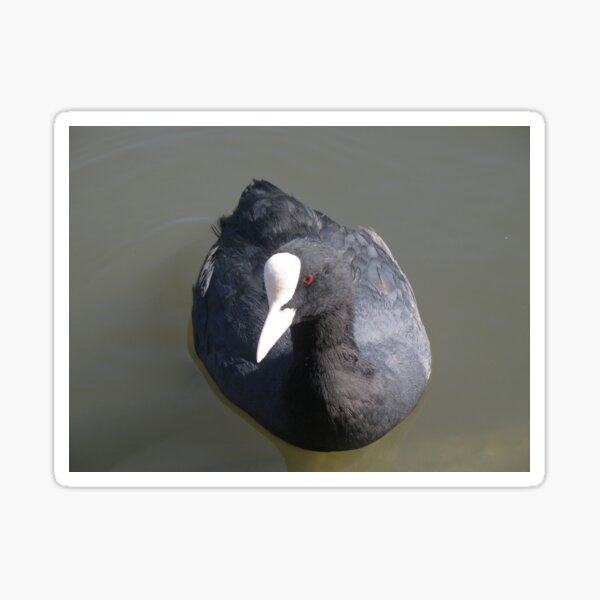 "Coot Swimming on the Lake" Sticker for Sale by naturegallery | Redbubble
