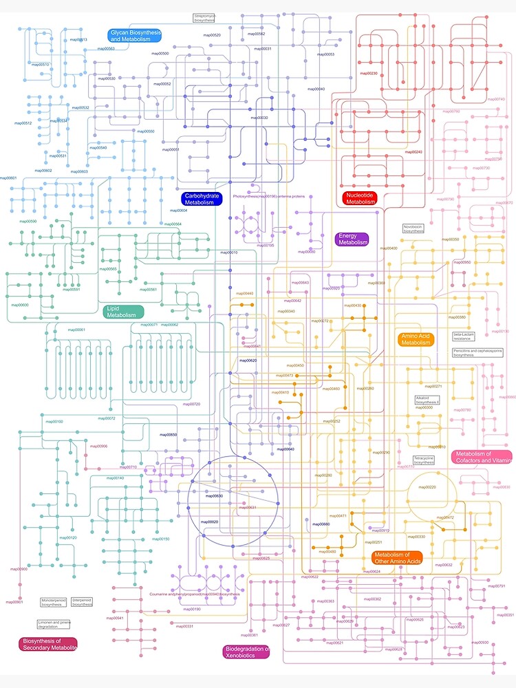 Interactive Poster That Maps Every Metabolic Process In The Human Body