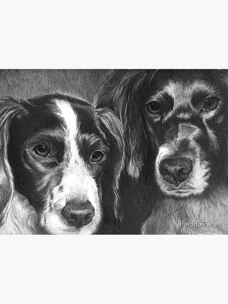 "ROCKY & GUNNER/ springer spaniels" Sticker for Sale by FaithfulFaces ...