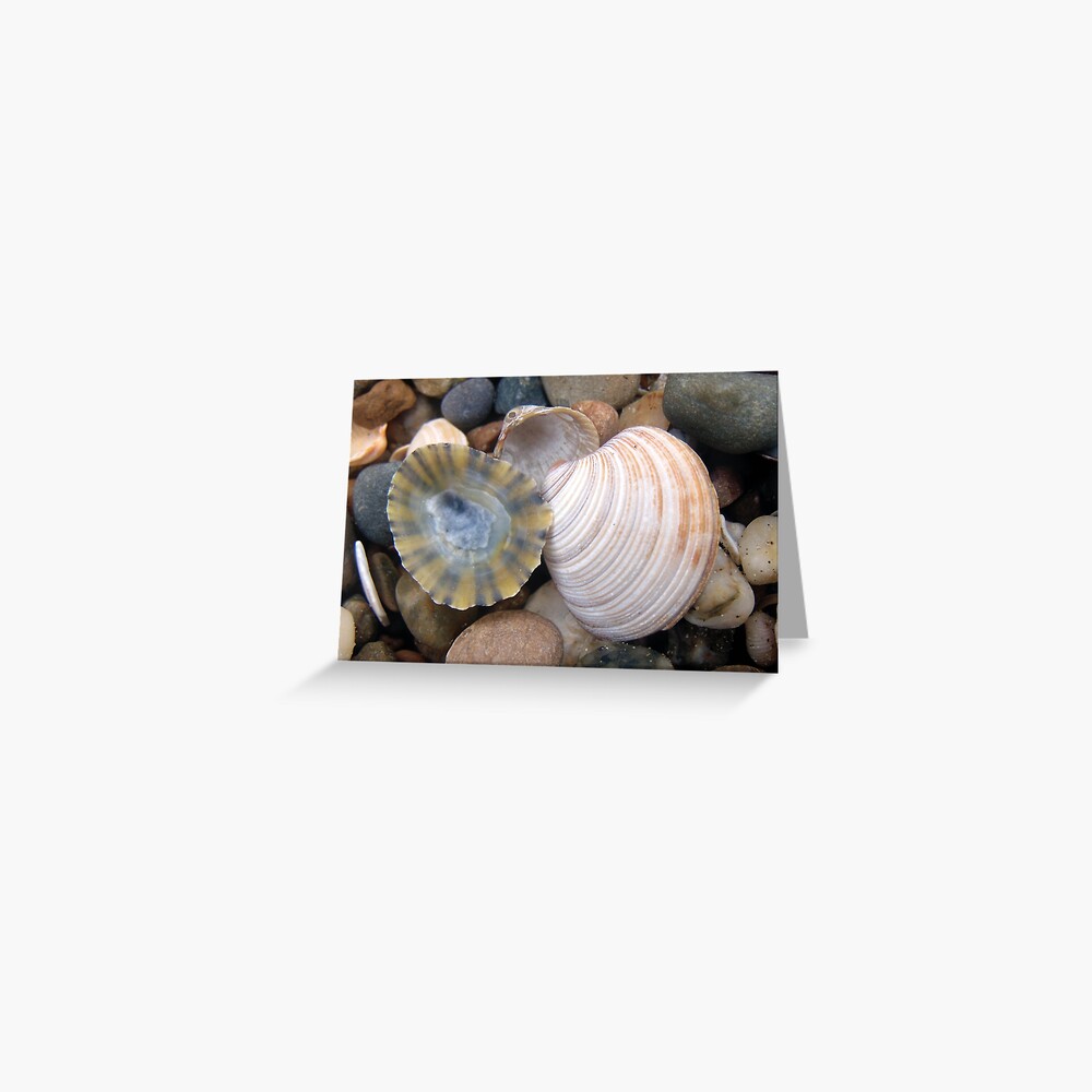 "shell" Greeting Card by KathleenDawson | Redbubble