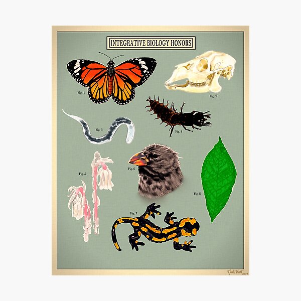 "UIUC IBH Merch Design" Photographic Print for Sale by Nicole West ...