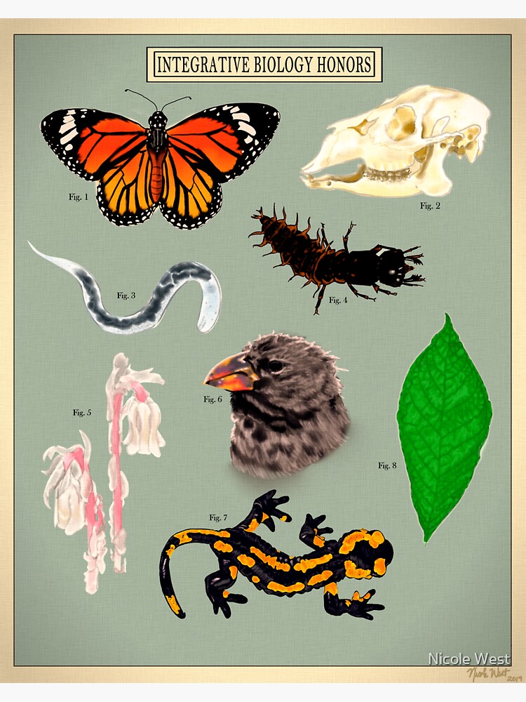 "UIUC IBH Merch Design" Sticker for Sale by Nicole West | Redbubble