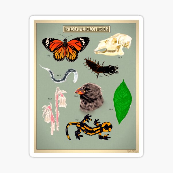 "UIUC IBH Merch Design" Sticker for Sale by Nicole West | Redbubble