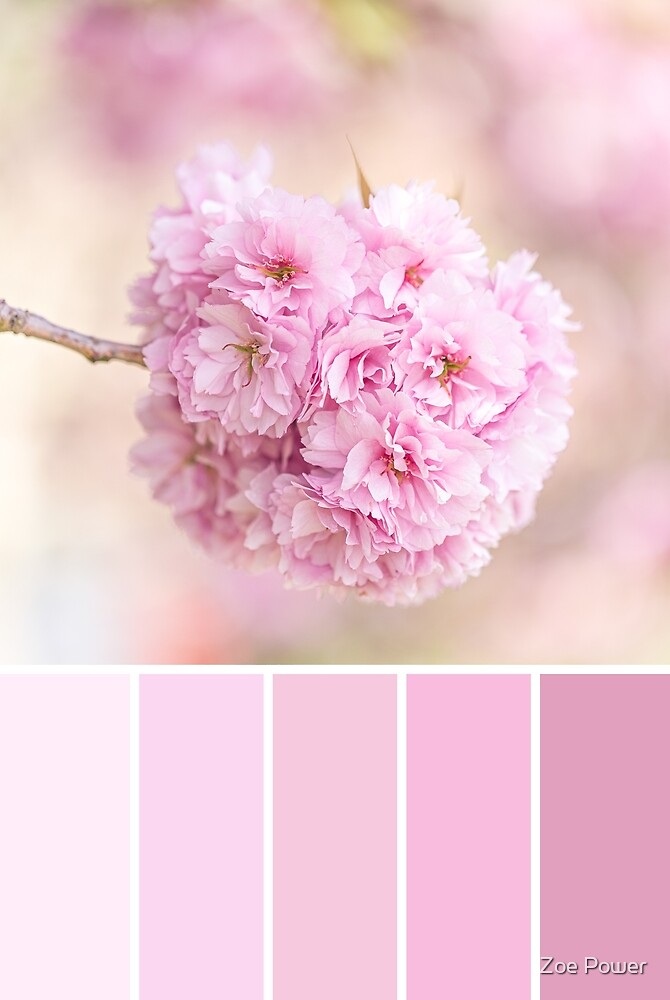 "Cherry Blossom Bouquet Colour Palette in pastel pinks" by Zoe Power ...
